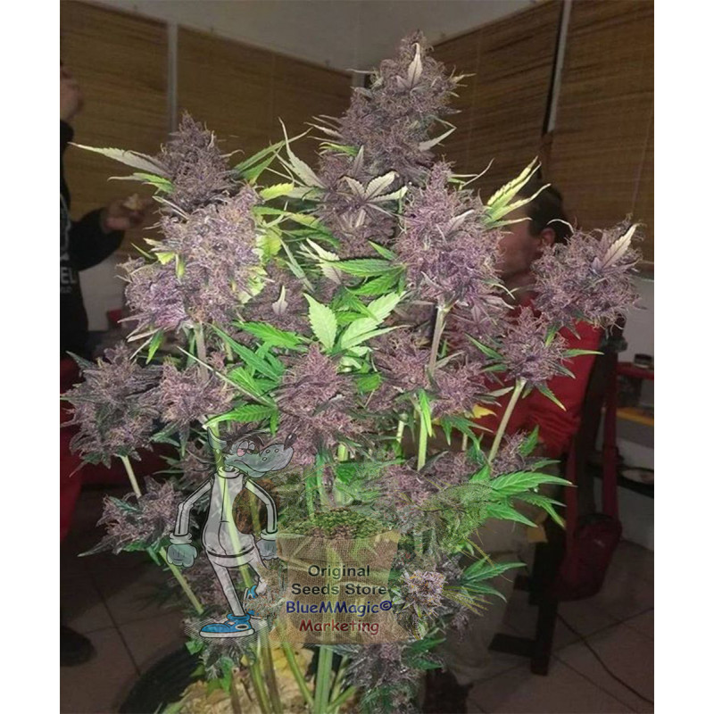 Auto Dark Purple