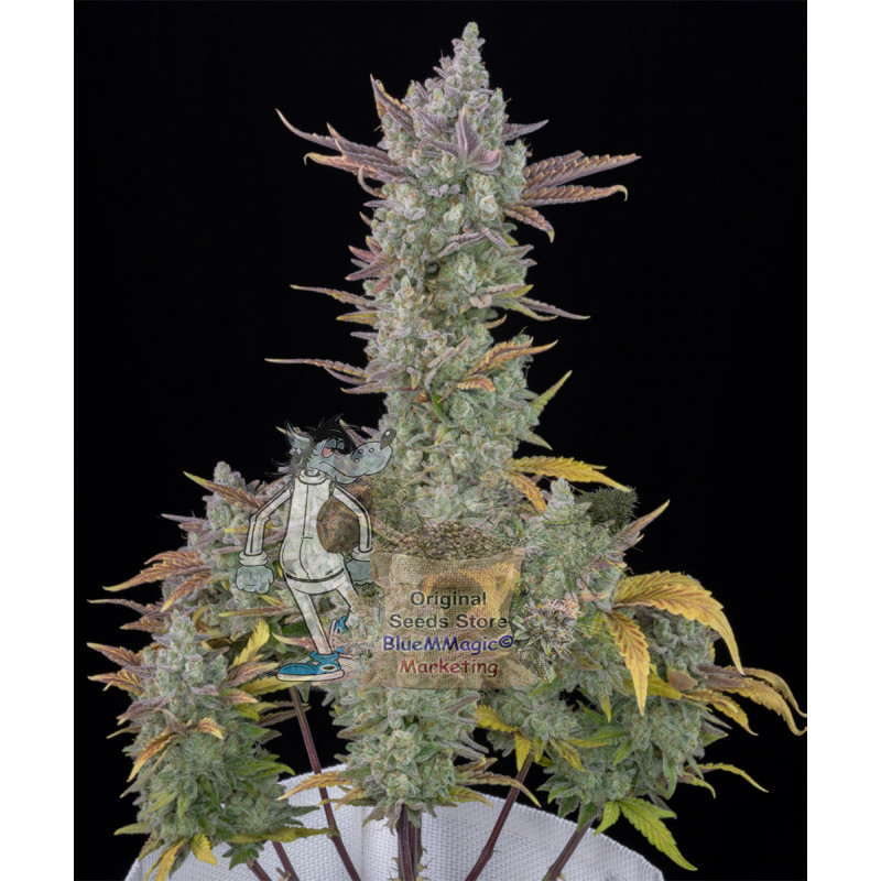 Auto Gorilla Cookies