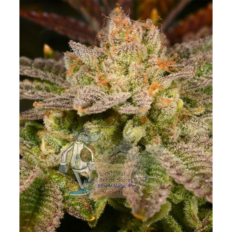 Rainbow Zkittlez Fem