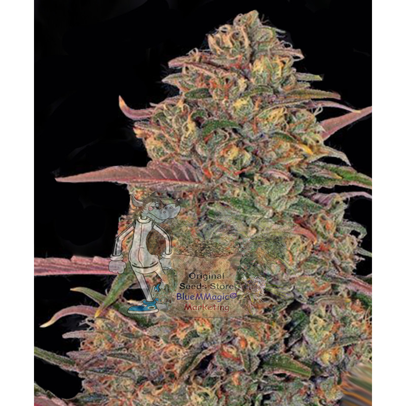 Pineapple Chunk Fem